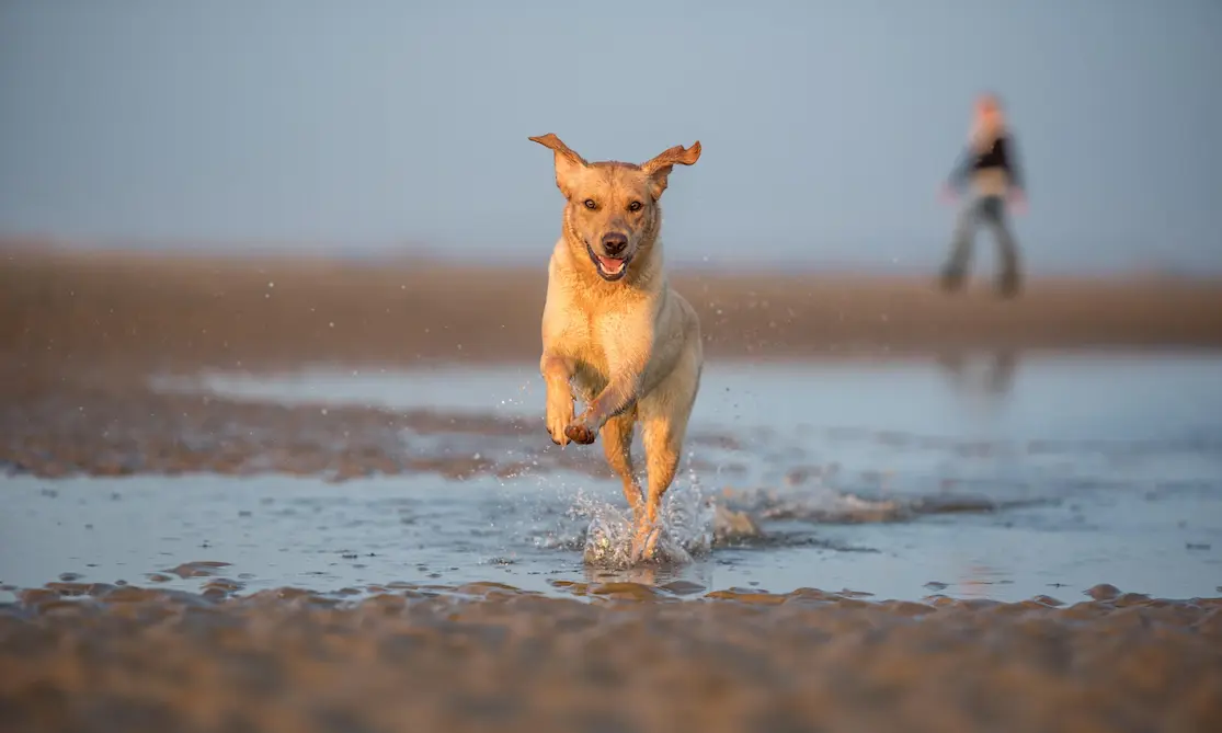 Playas para perros en Roquetas de Mar - Roquetas Turismo